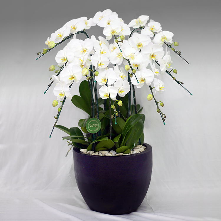 Cascade Orchid - 10 stems
